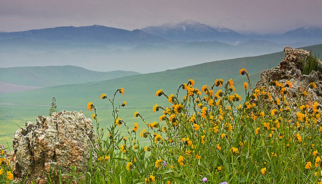 CalFlora – Alta Peak Chapter California Native Plant Society