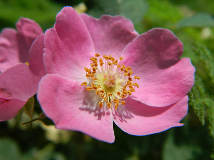 March 1, 2018 – Alta Peak Chapter California Native Plant Society