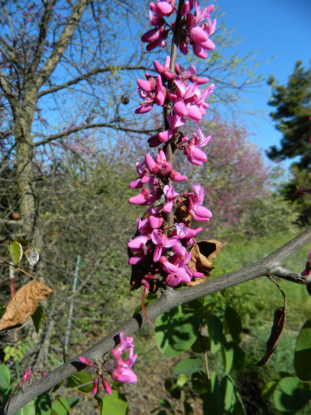 Native Plant Restoration – Alta Peak Chapter California Native Plant ...