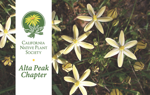Where to buy California native plants in Tulare County – Alta Peak ...