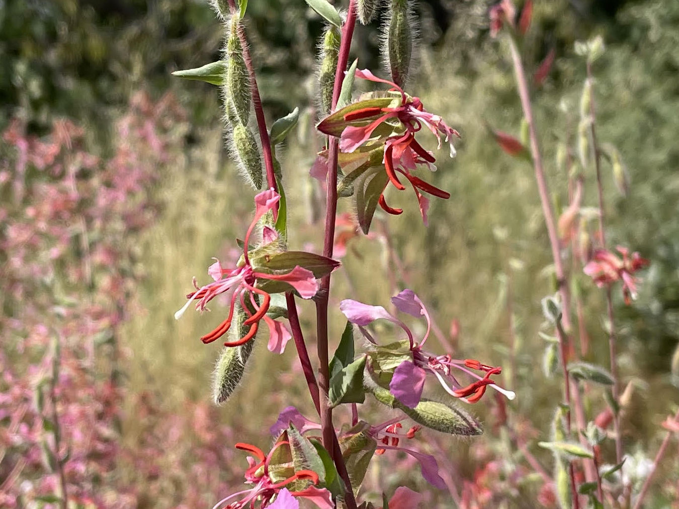News – Alta Peak Chapter California Native Plant Society